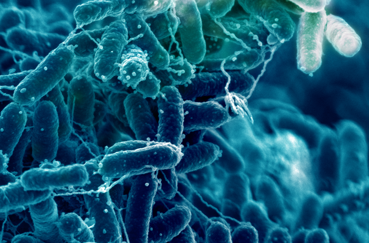 Microbial Inoculants: Agricultural Breakthrough or Start of the Zombie ...