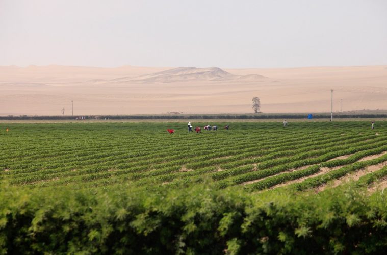 Turning Desert into Farmland: The How & Why