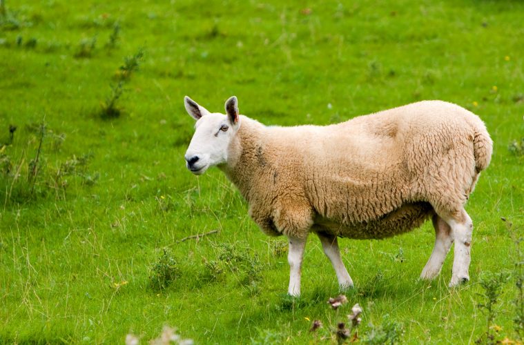 Breeding Basics: How to Select Sheep