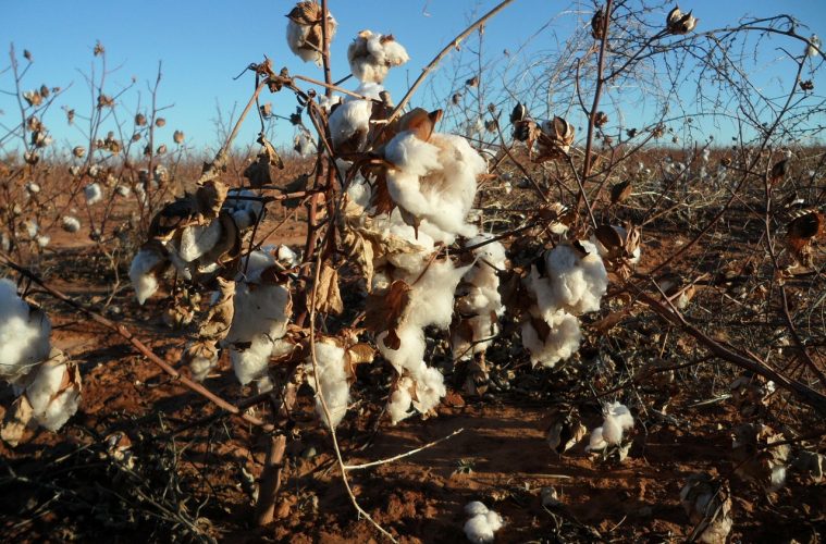 Aussie Cotton in High Demand Despite Data Woes